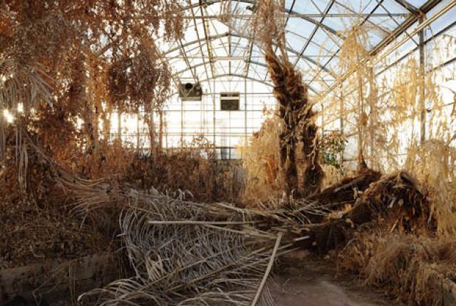 Biosphere Trees: A metaphor for human resilience – Amanda Baird