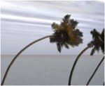 Biosphere Trees: A metaphor for human resilience – Amanda Baird